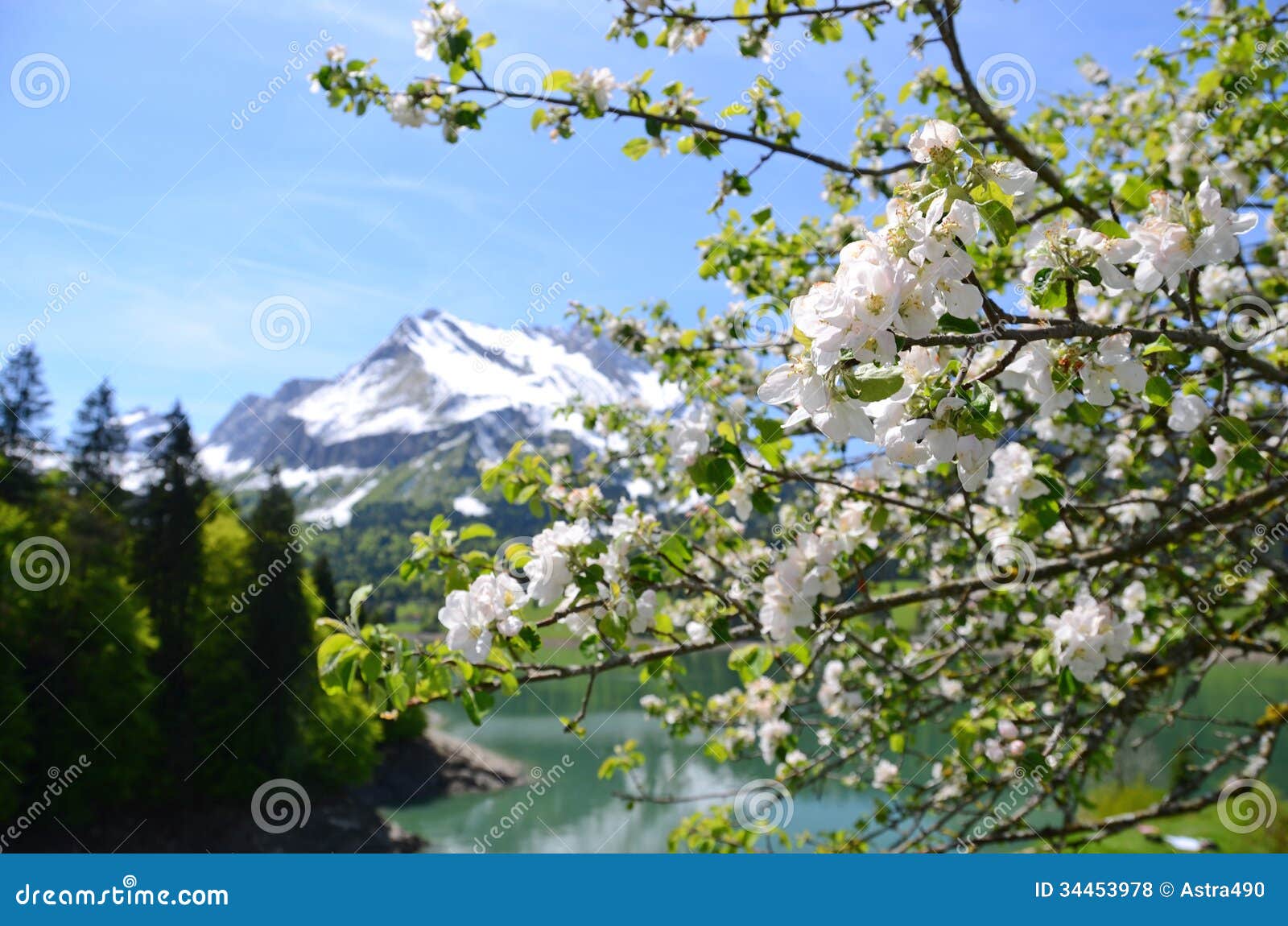 Spring in Switzerland stock photo. Image of blossom, cherry - 34453978