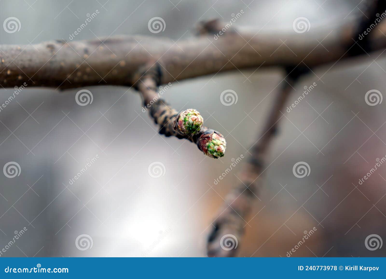 Spring Swollen Buds on a Tree Branch Stock Photo - Image of closeup ...