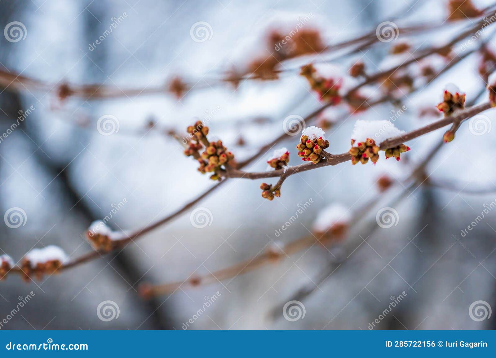 Spring Swollen Buds on a Tree Branch in the Snow. Background Stock ...