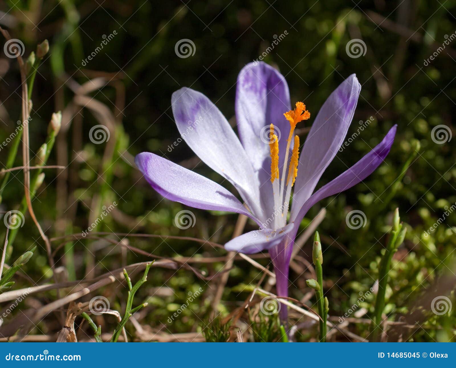 Spring symbol stock image. Image of petal, spring, wildlife - 14685045