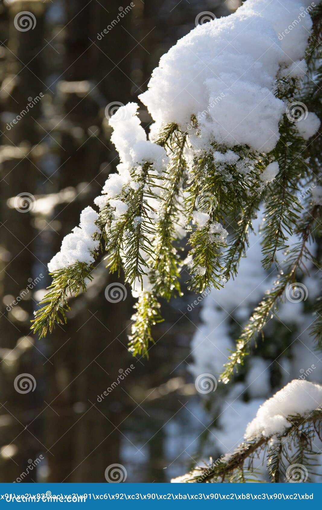 Spring in the Taiga - the First Warm Days Stock Photo - Image of rays ...