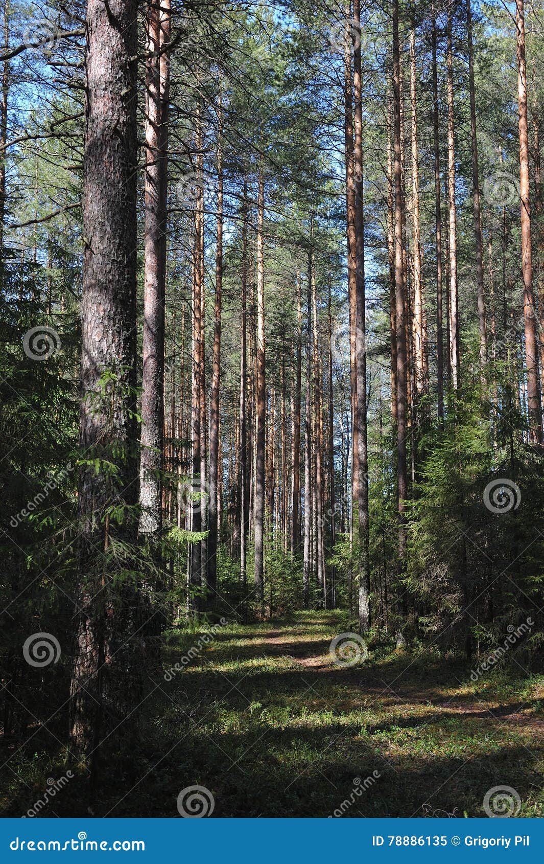 Spring taiga stock image. Image of plant, spruce, glade - 78886135