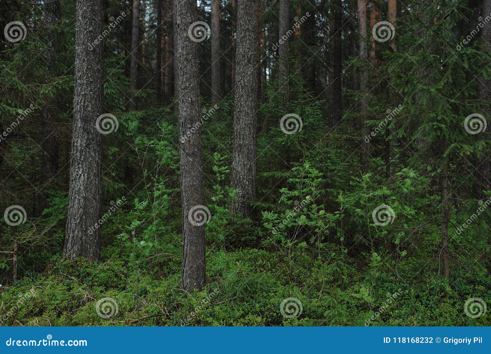 Spring in taiga stock photo. Image of cranberry, needle - 118168232