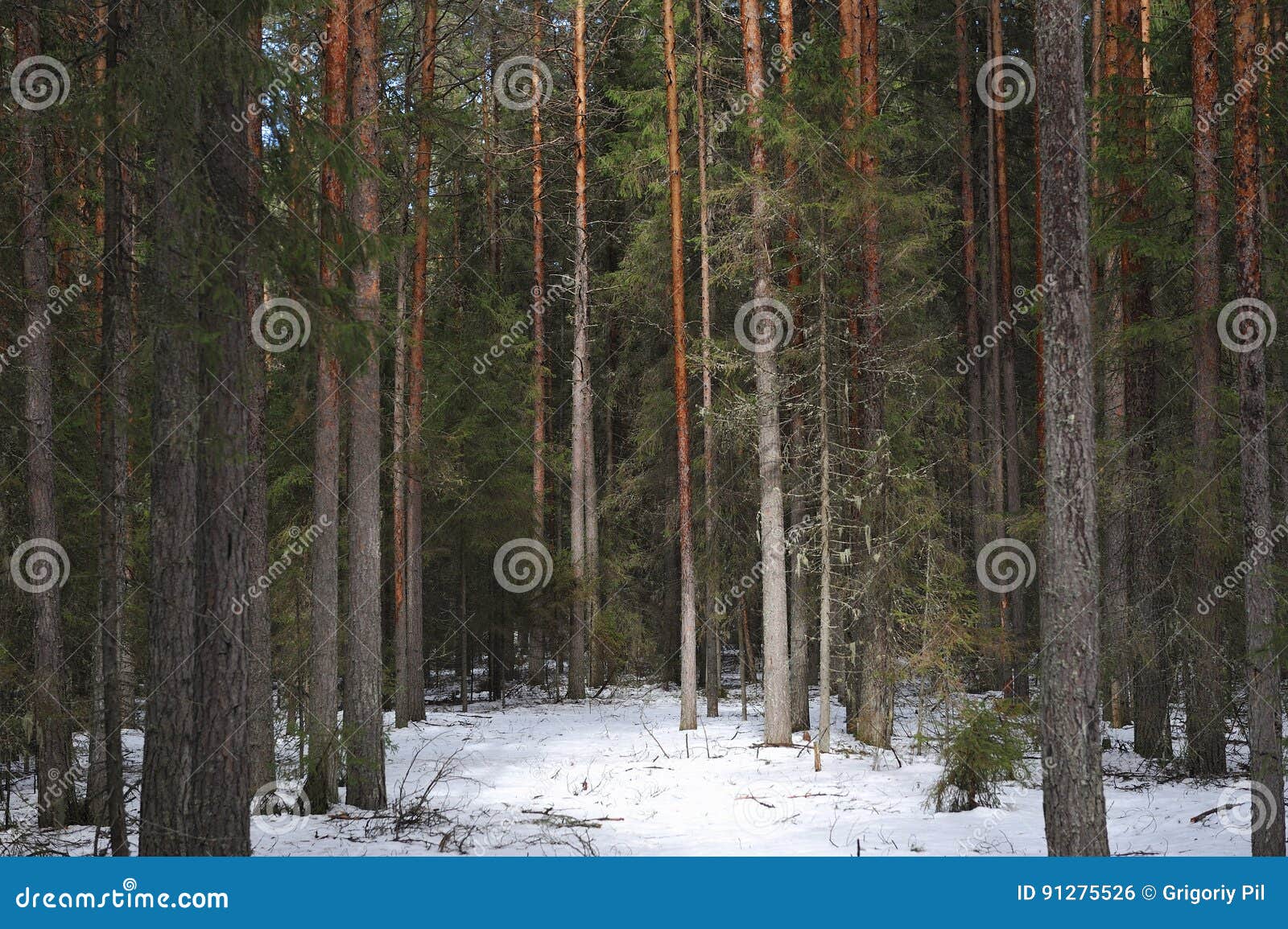 Spring in taiga stock photo. Image of patch, beautiful - 91275526