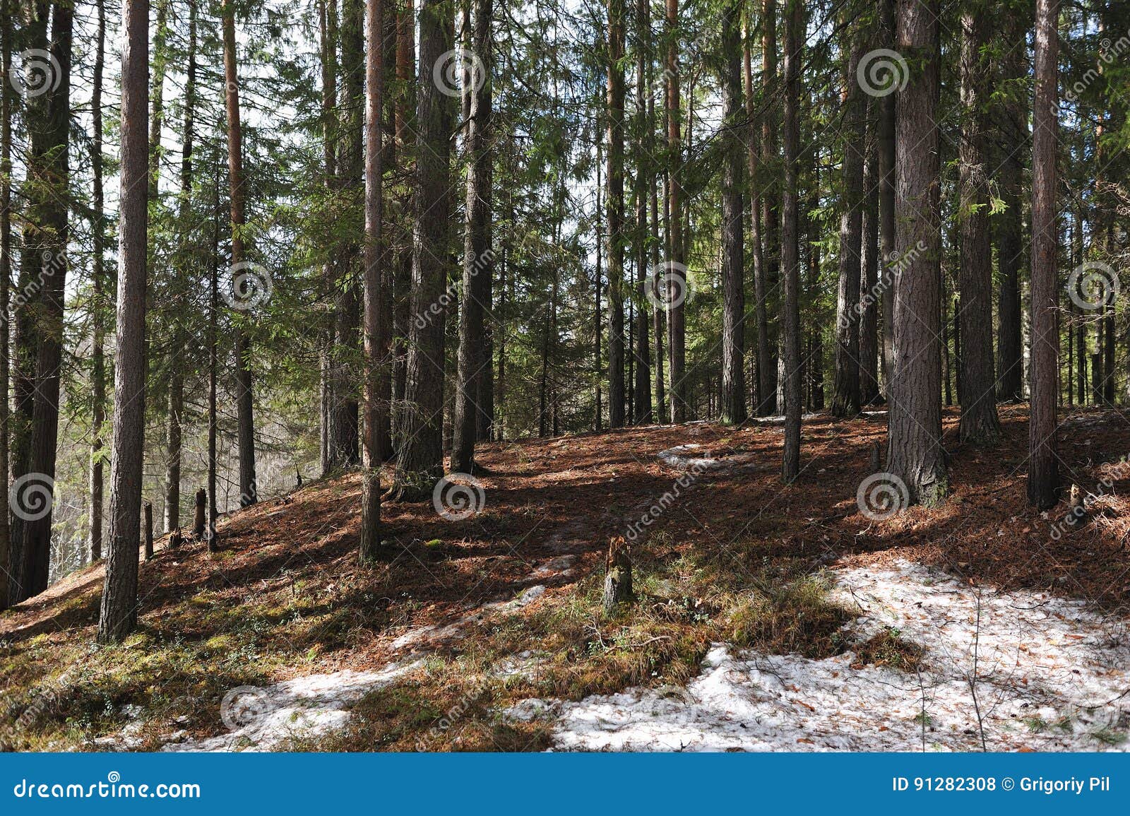 Spring in taiga stock photo. Image of season, taiga, russia - 91282308