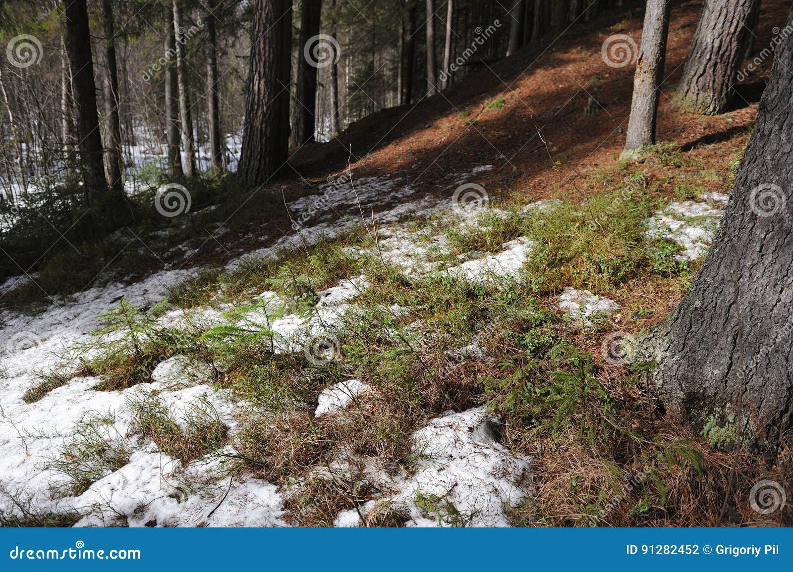 Spring in taiga stock photo. Image of landscape, path - 91282452