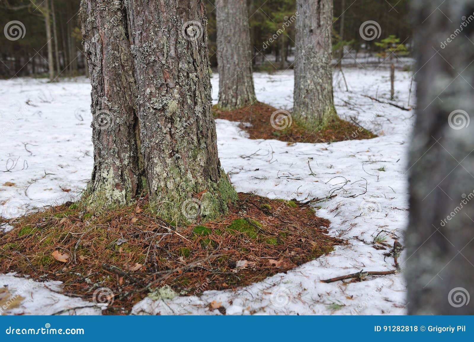Spring in taiga stock photo. Image of water, nature, march - 91282818