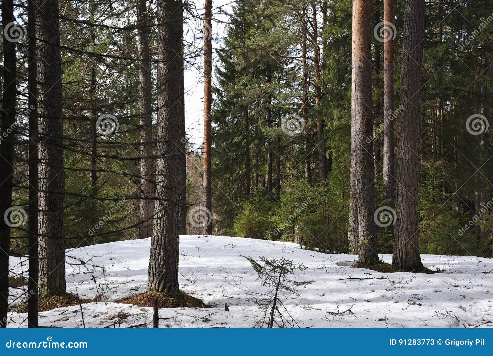 Spring in taiga stock image. Image of view, sunlight - 91283773