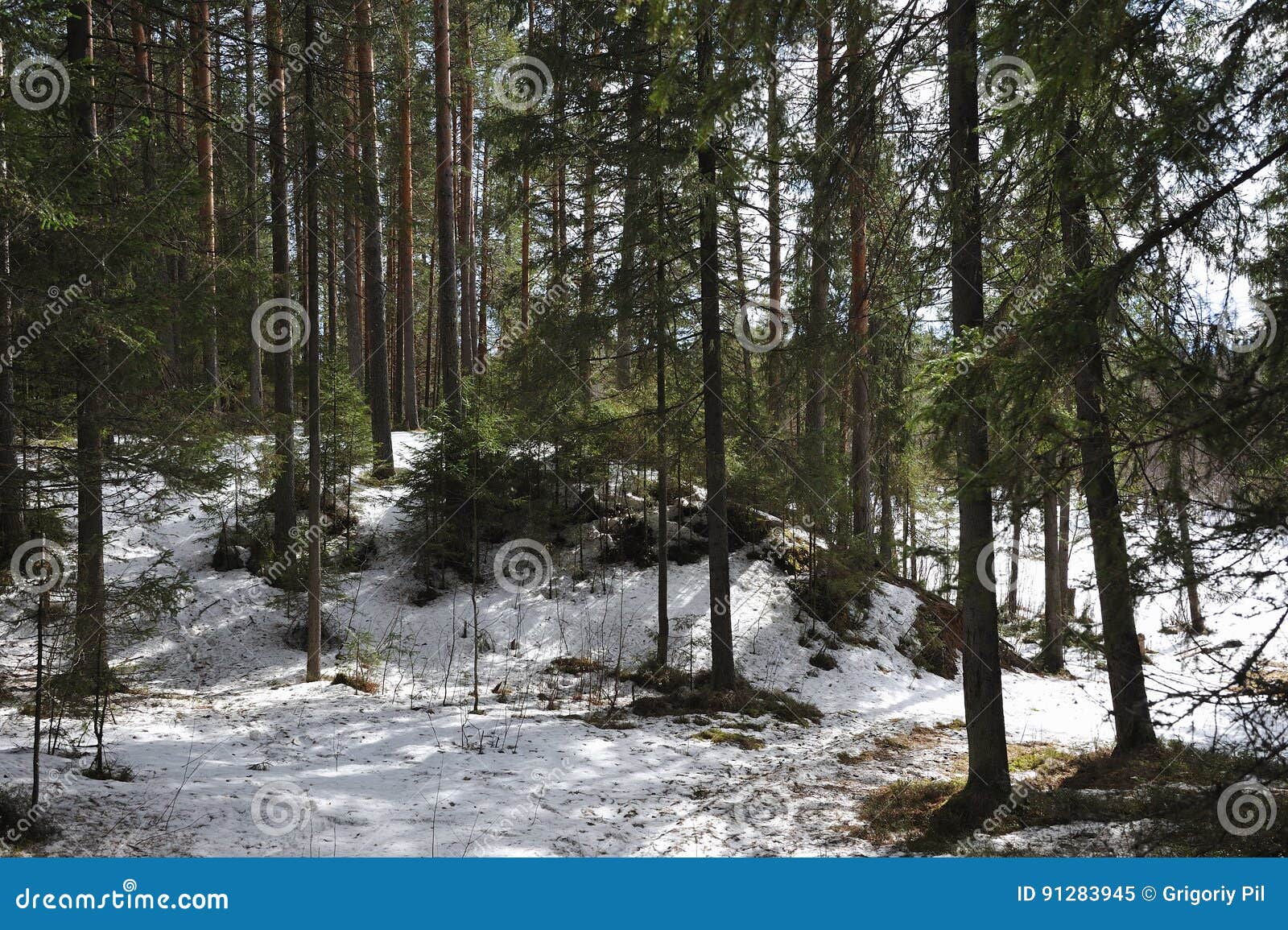 Spring in taiga stock image. Image of trees, water, thawed - 91283945