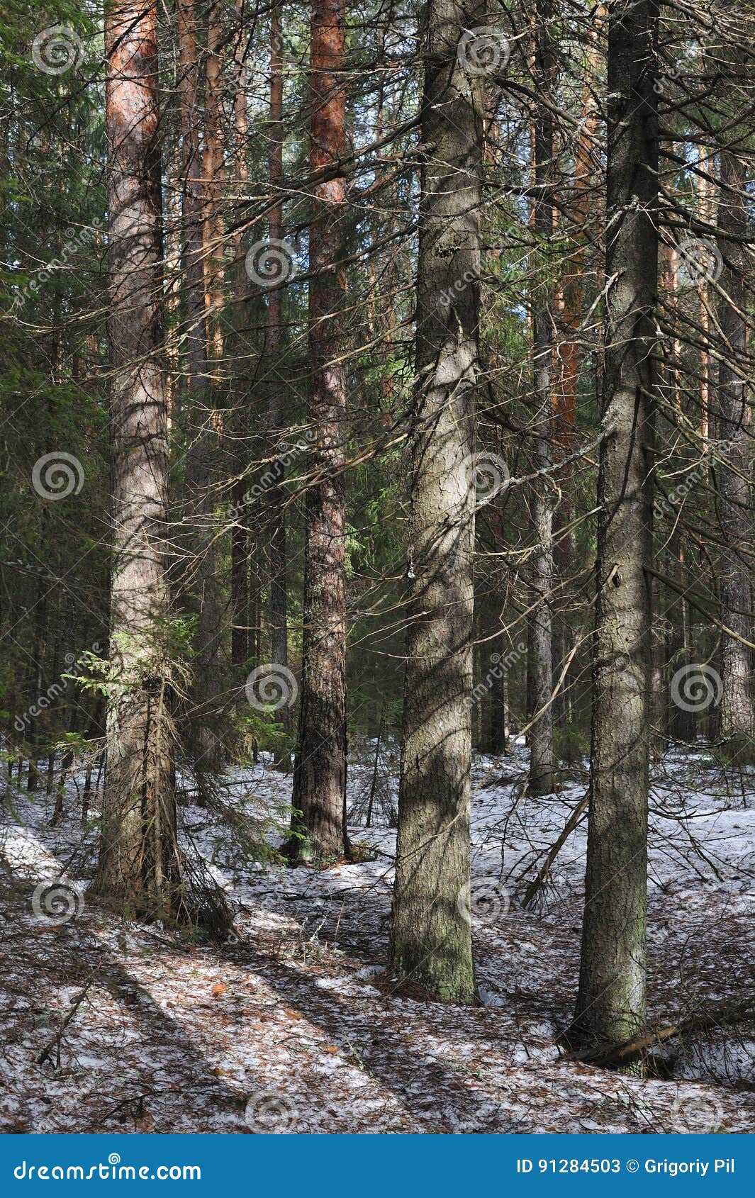 Spring in taiga stock image. Image of russia, cold, color - 91284503