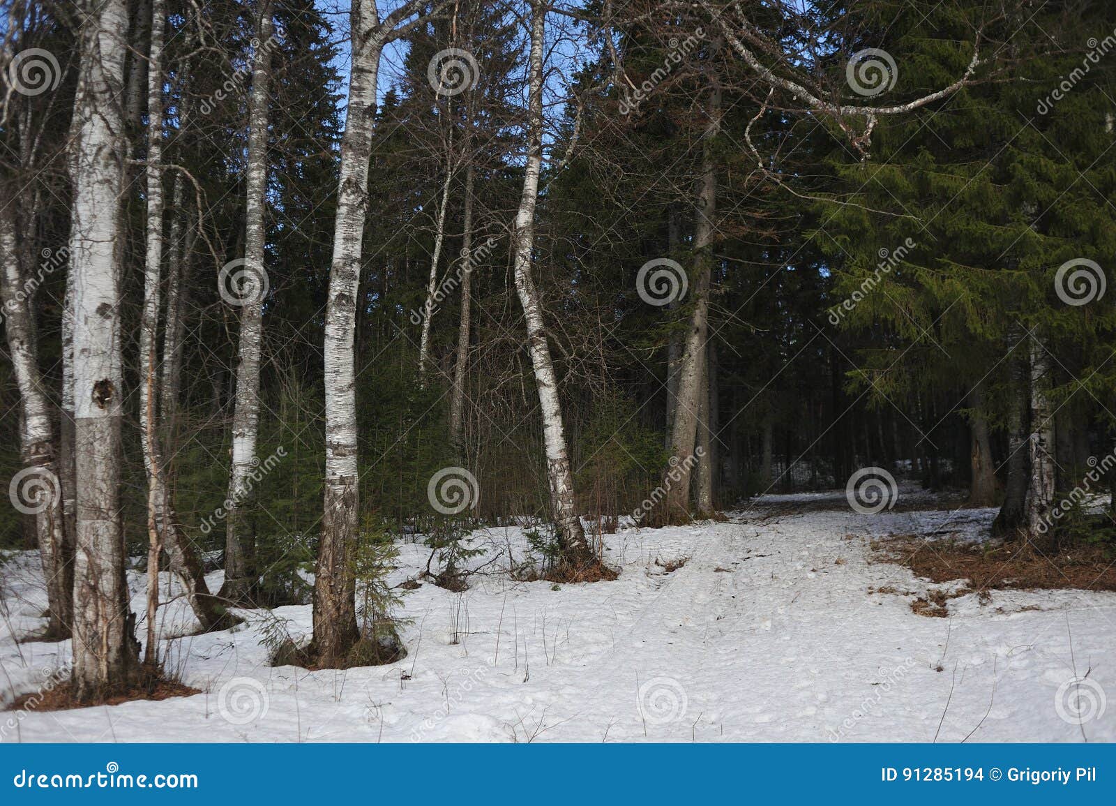 Spring in taiga stock photo. Image of sunlight, view - 91285194