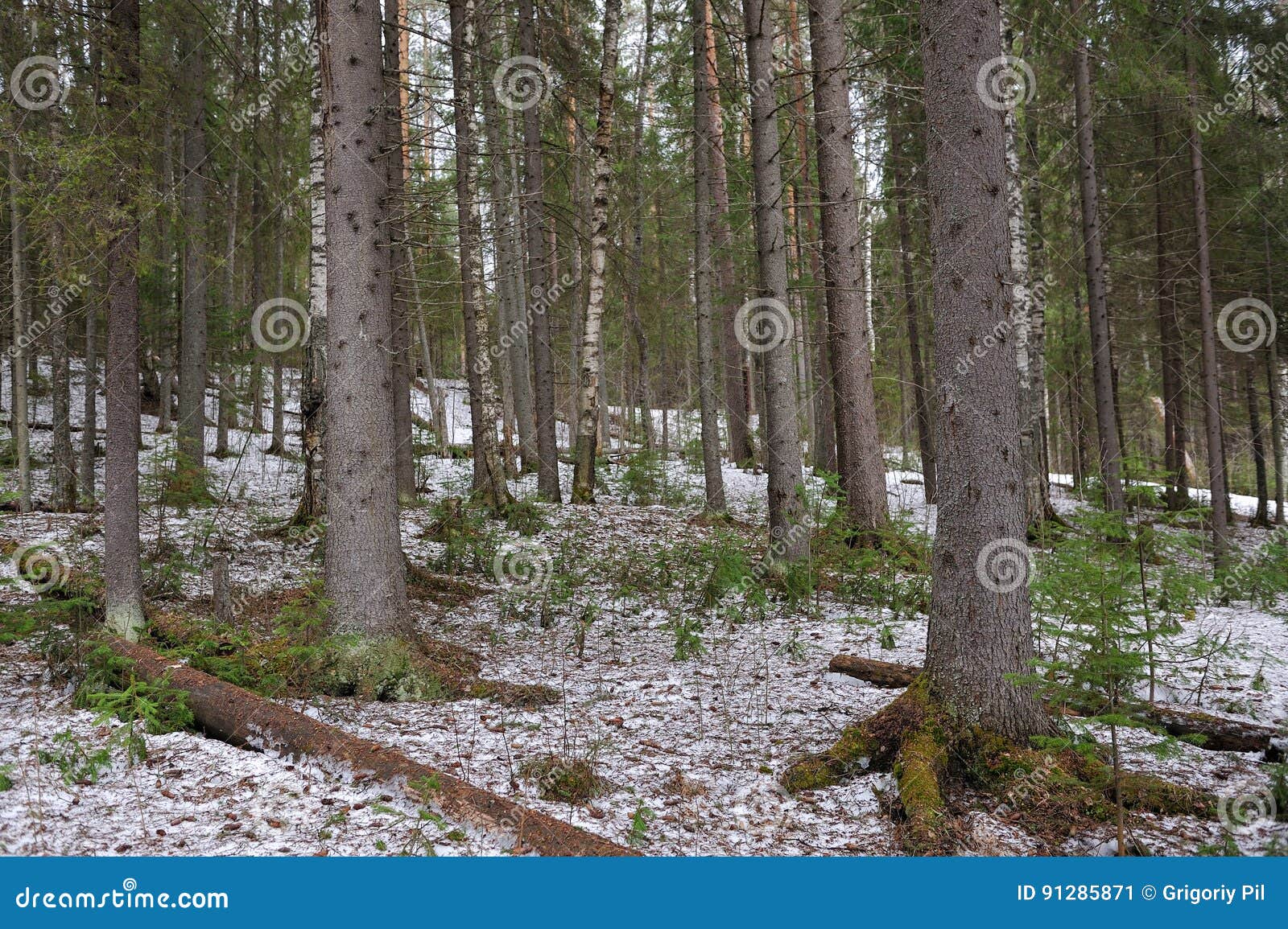 Spring in taiga stock image. Image of landscape, white - 91285871