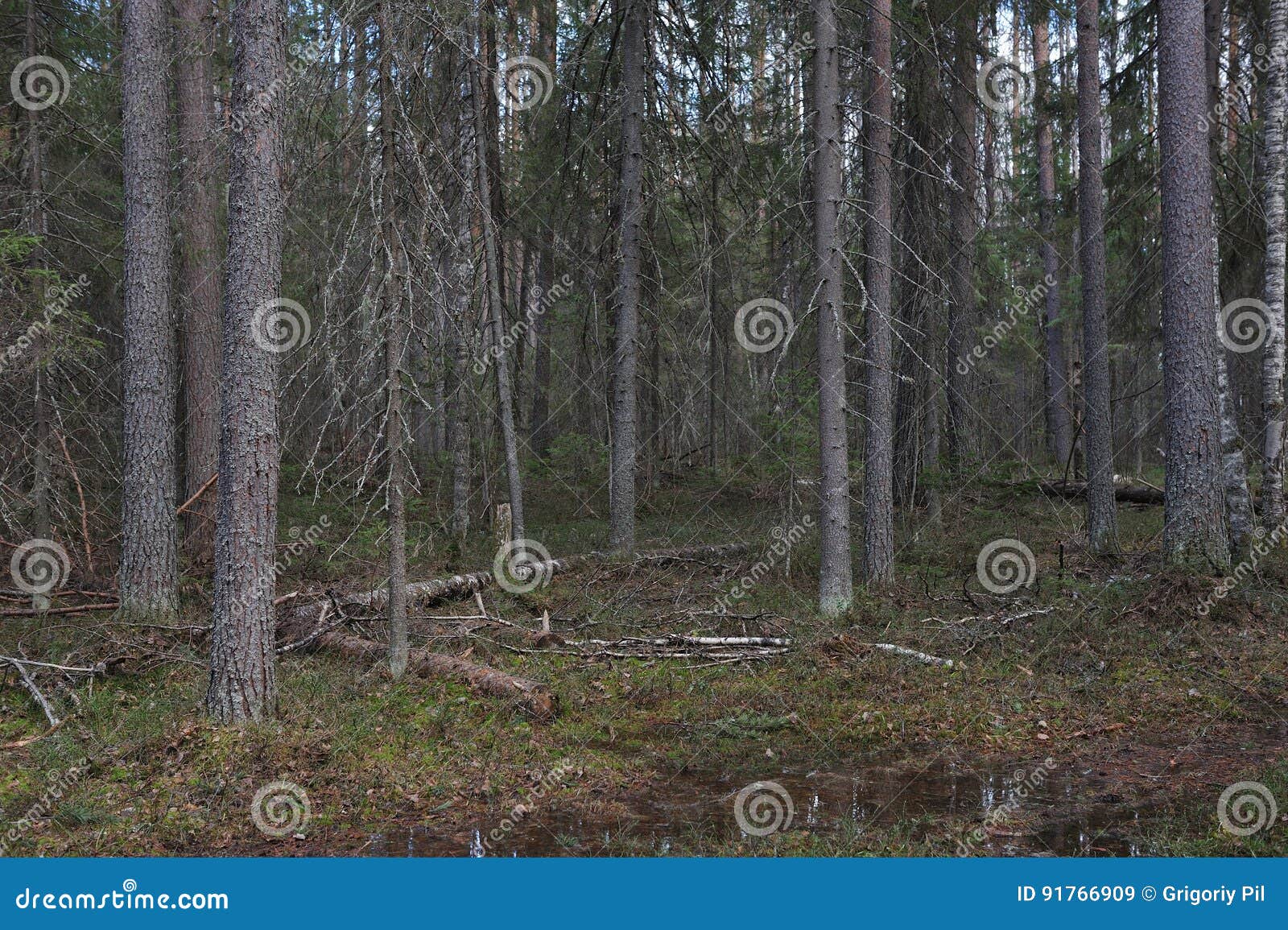 Spring in taiga stock image. Image of tree, patch, sunlight - 91766909