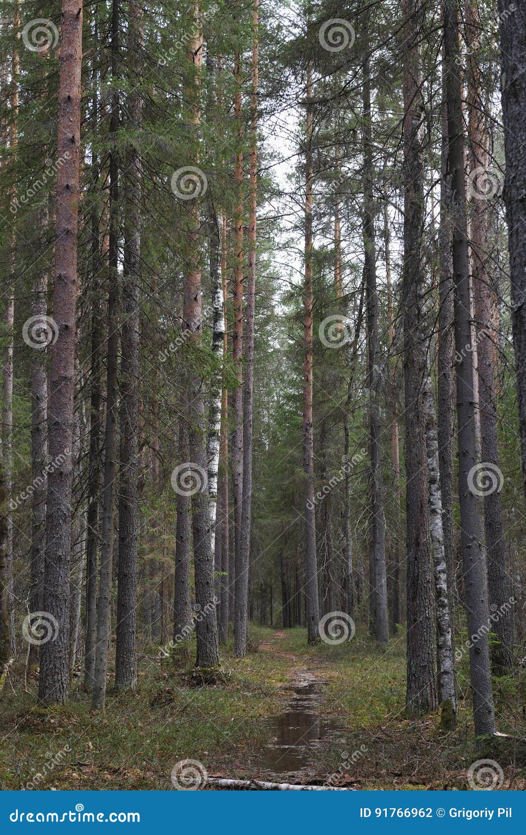 Spring in taiga stock photo. Image of nature, spring - 91766962