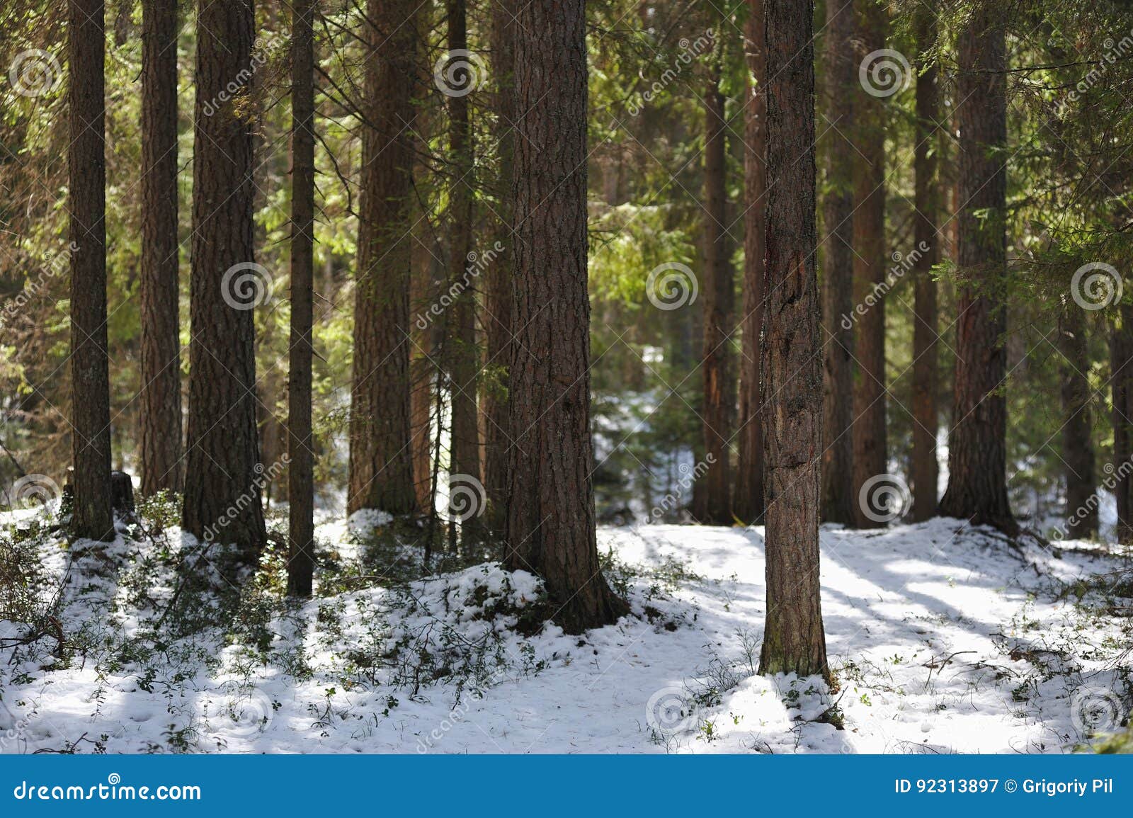 Spring in taiga stock image. Image of natural, cold, russia - 92313897