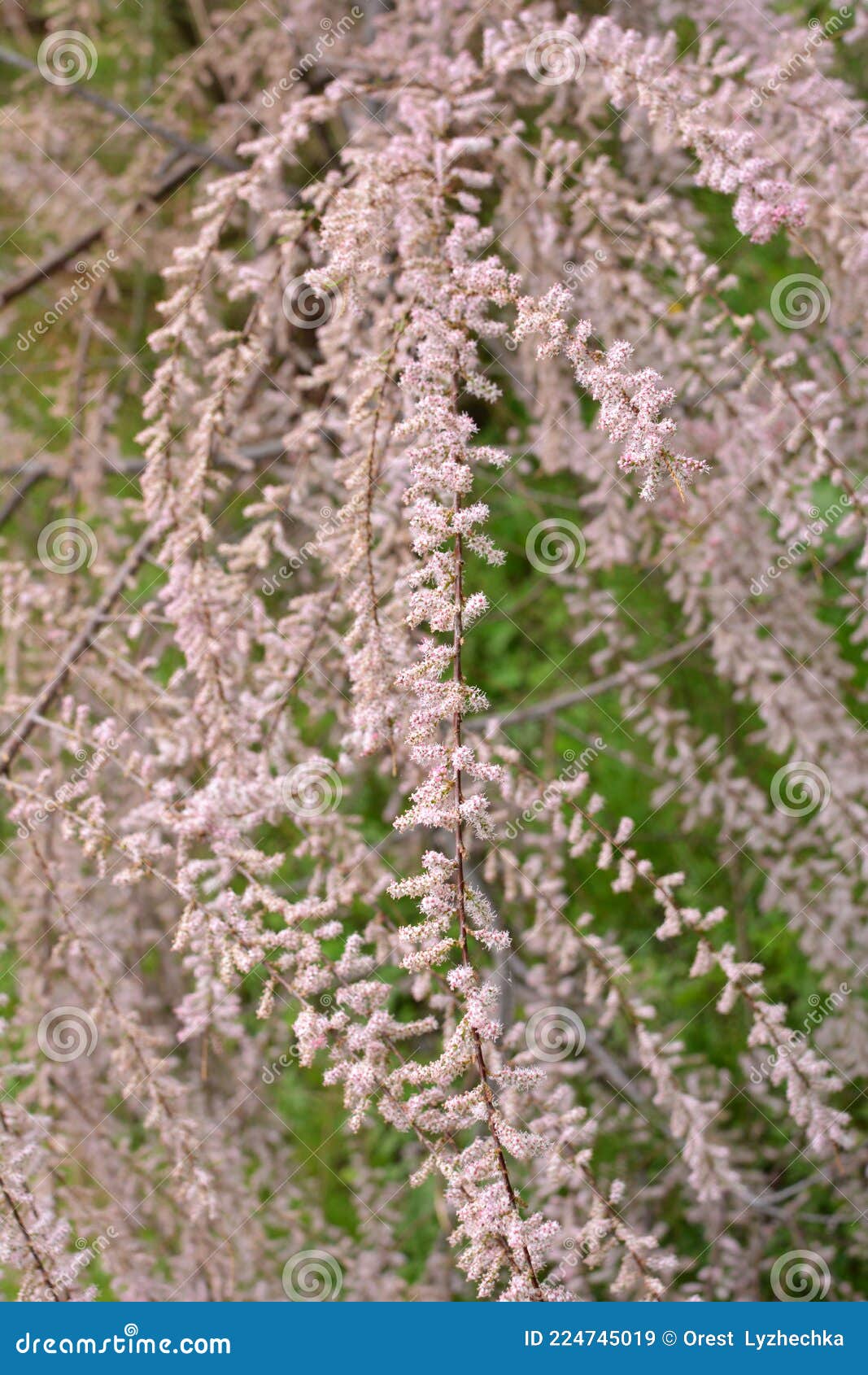 In the Spring, Tamarix Grows in Nature Stock Image - Image of ...