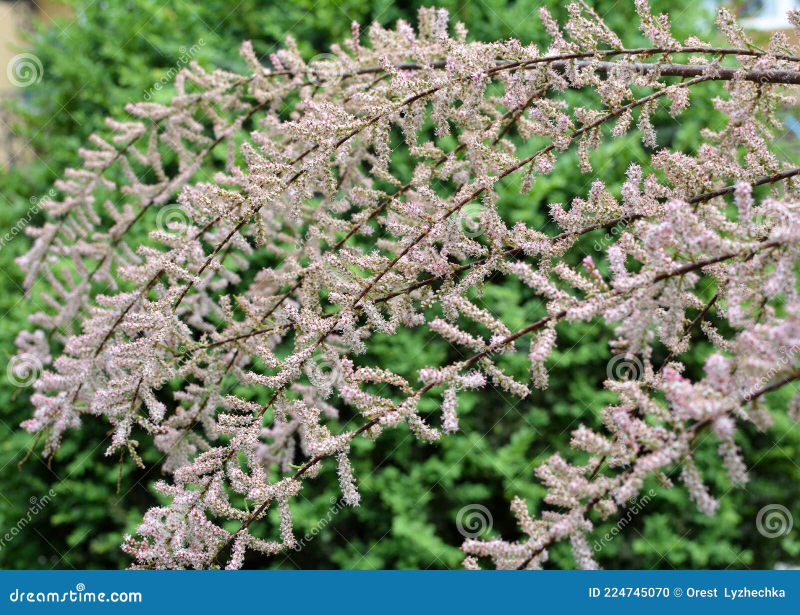 In the Spring, Tamarix Grows in Nature Stock Photo - Image of flower ...