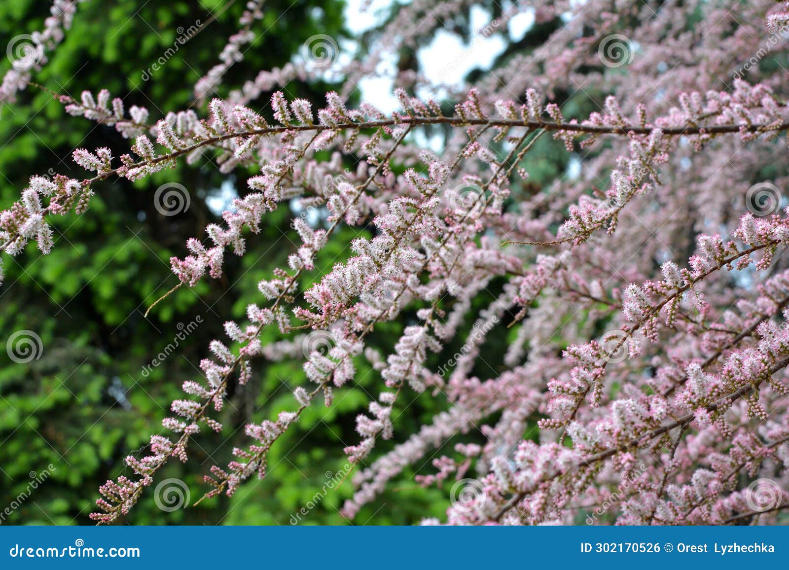 In the Spring, Tamarix Grows in Nature Stock Photo - Image of floral ...