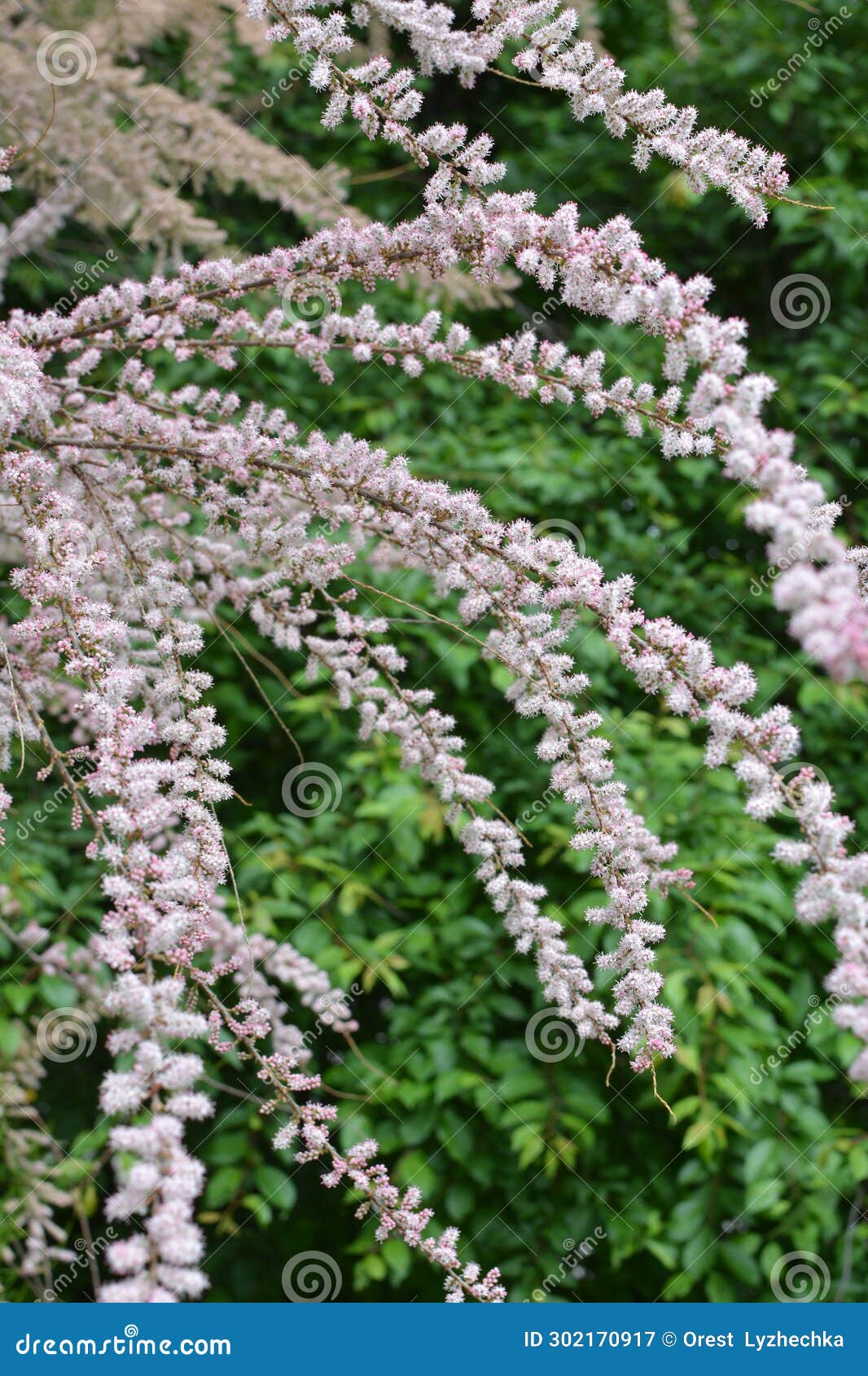 In the Spring, Tamarix Grows in Nature Stock Image - Image of tree ...