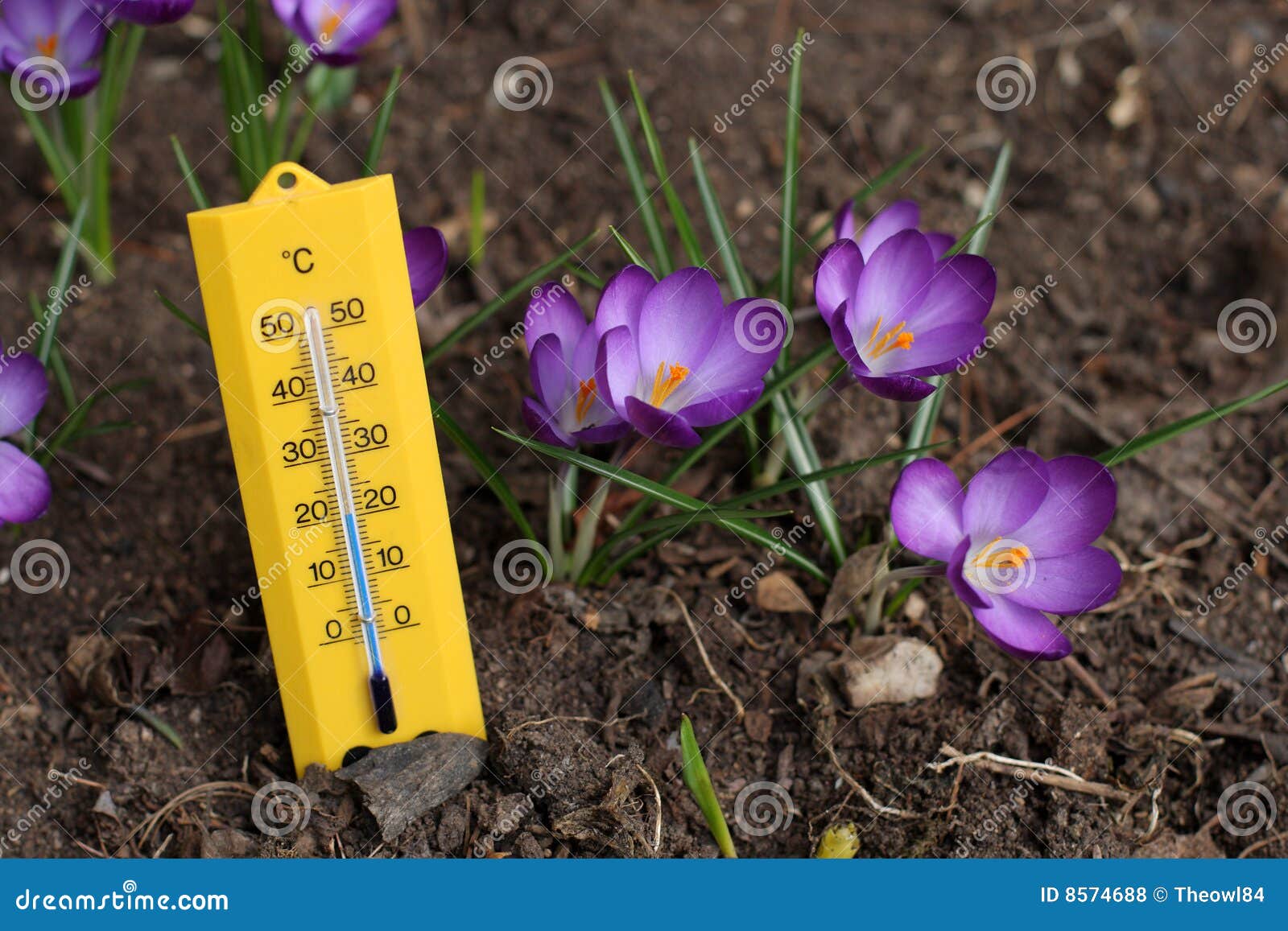 Spring Temperatures stock photo. Image of violet, fresh - 8574688