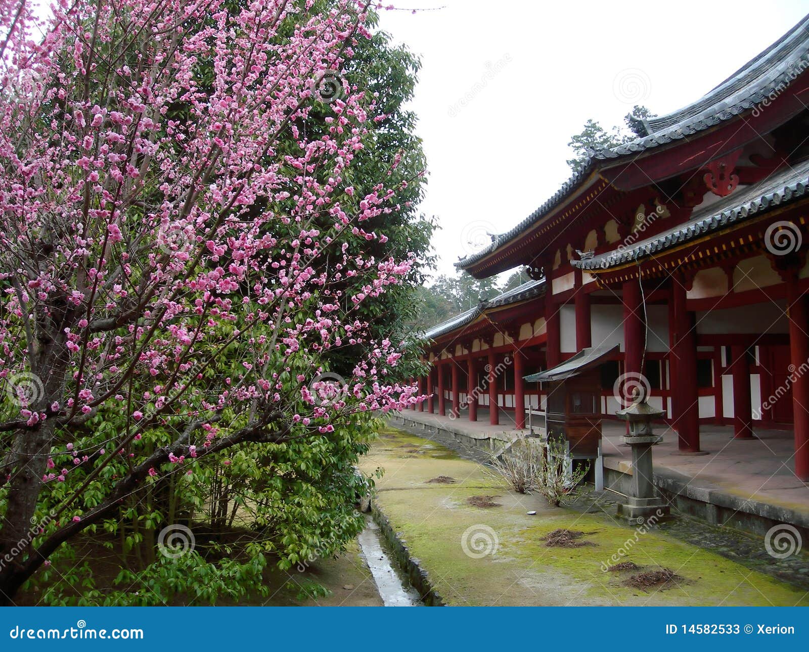 Spring at a Temple stock image. Image of chinese, blossom - 14582533