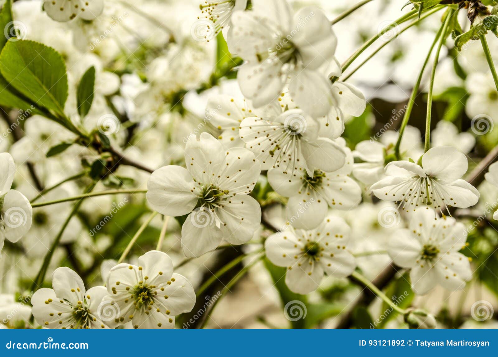 Spring Tender Bunch Flowers of Cherry Tree Stock Photo - Image of green ...