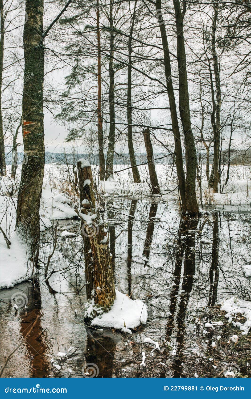 Spring thaw stock image. Image of cold, forest, brushes - 22799881