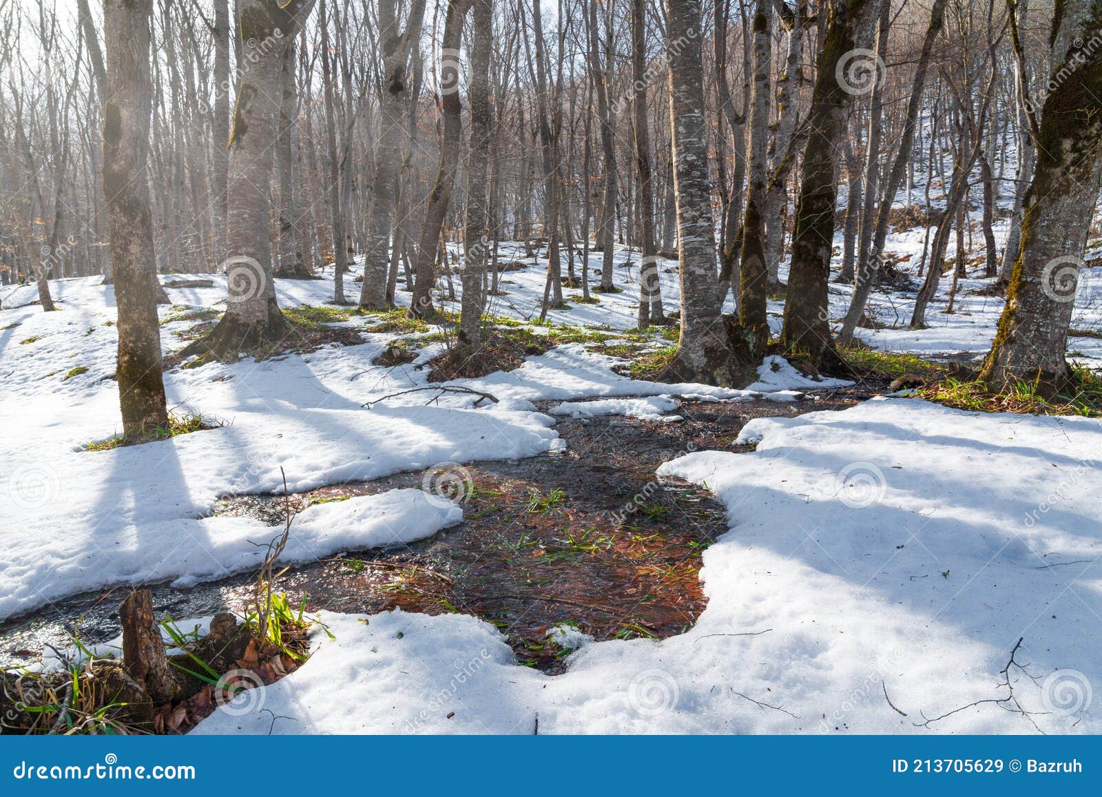 Spring thaw in the forest stock image. Image of nature - 213705629