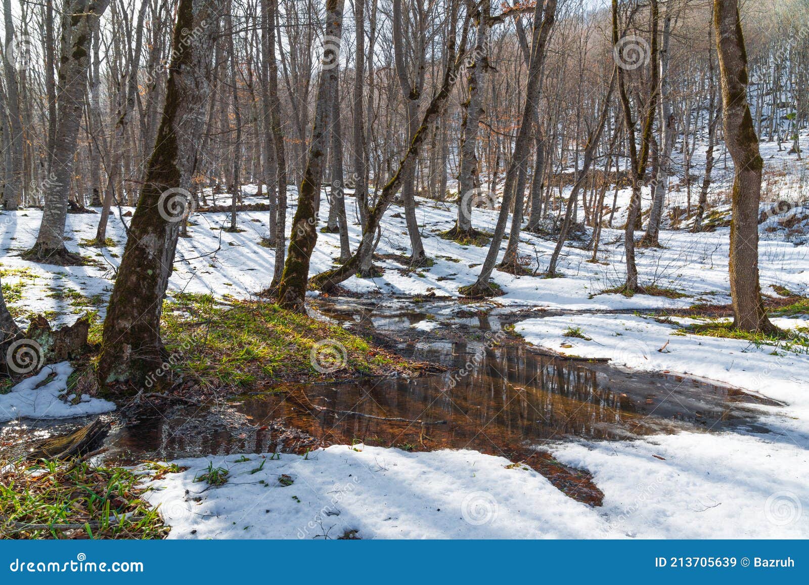 Spring thaw in the forest stock image. Image of patch - 213705639