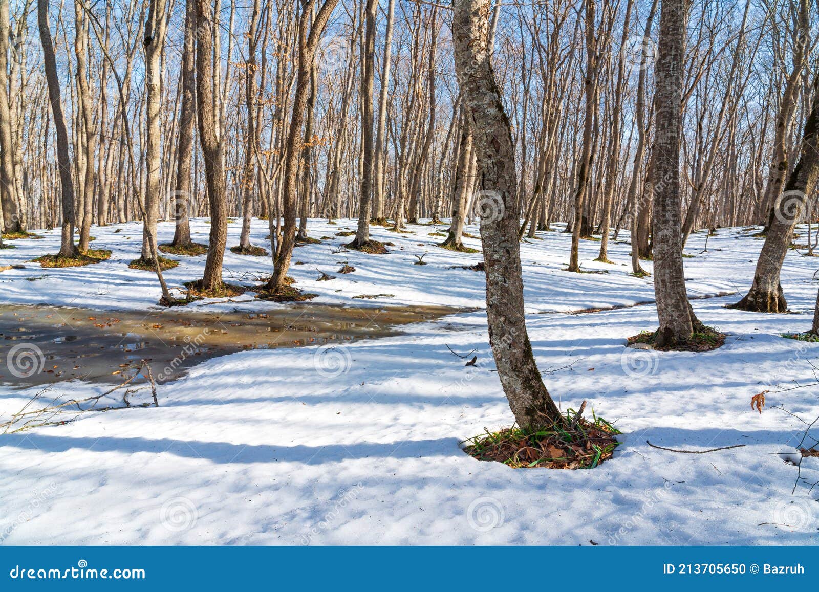 Spring thaw in the forest stock photo. Image of beautiful - 213705650