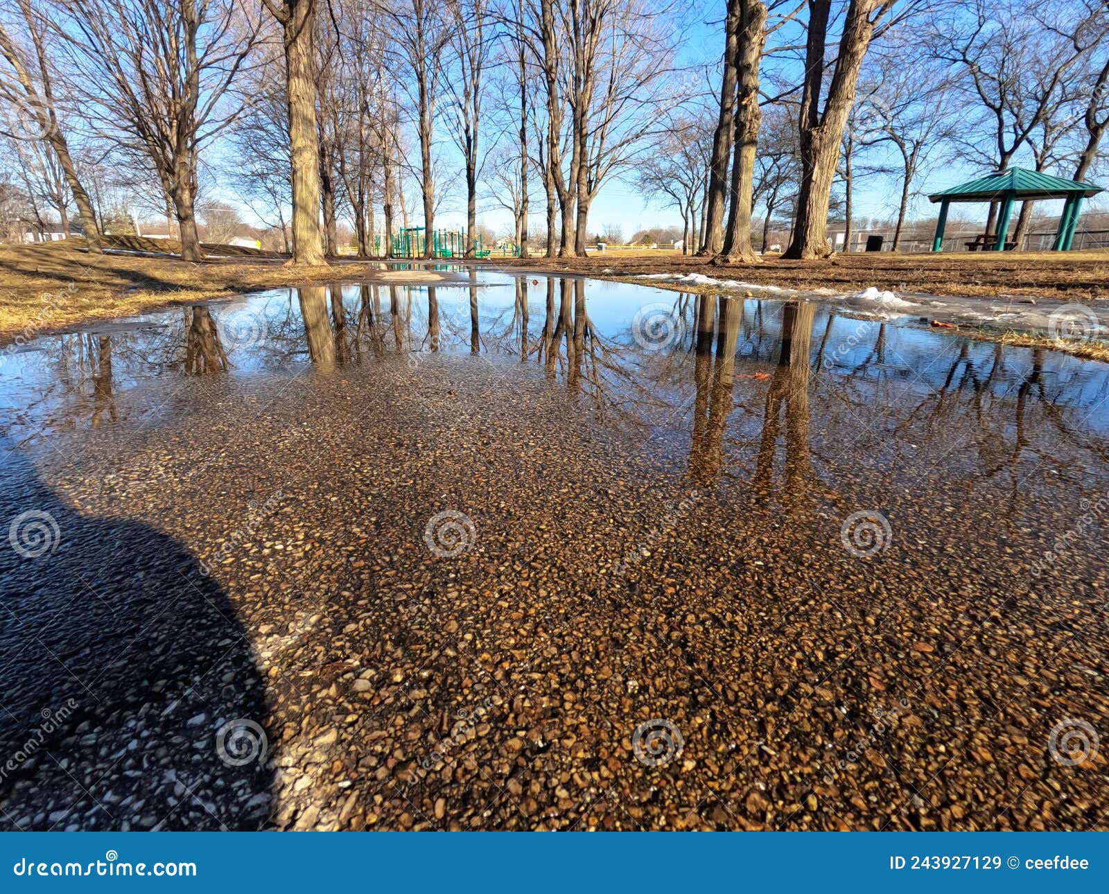 Spring Thaw with Tree Reflections in Pavement Water Puddle Stock Image ...