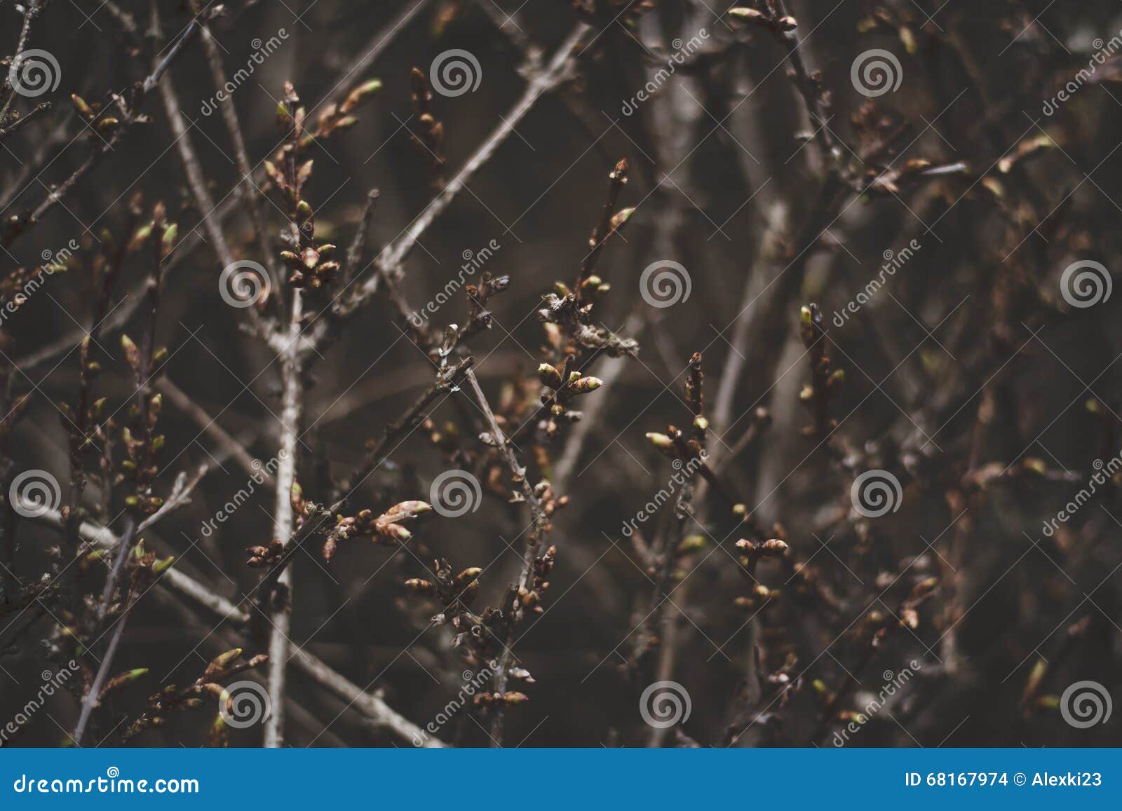 Spring thicket stock photo. Image of bush, twigs, shrub - 68167974