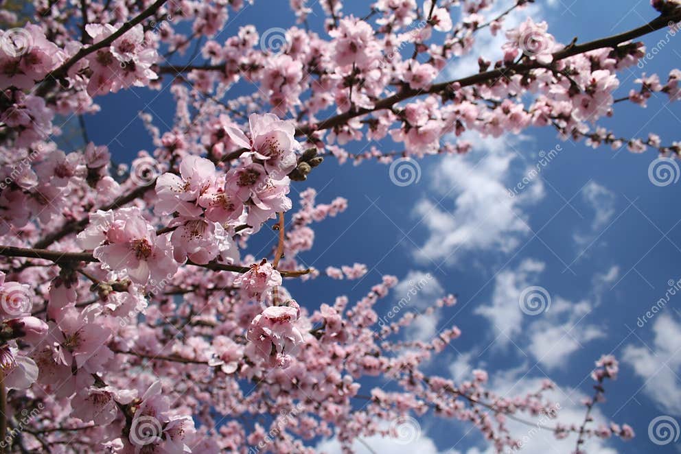Spring time stock photo. Image of insect, flower, clouds - 1478550