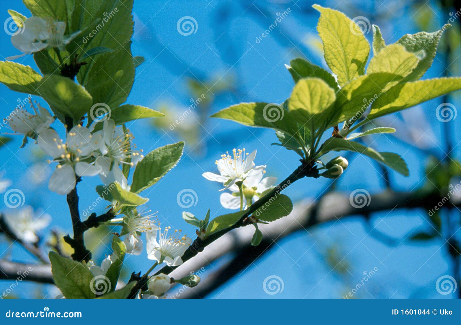 Spring time stock photo. Image of spring, time, leafs - 1601044