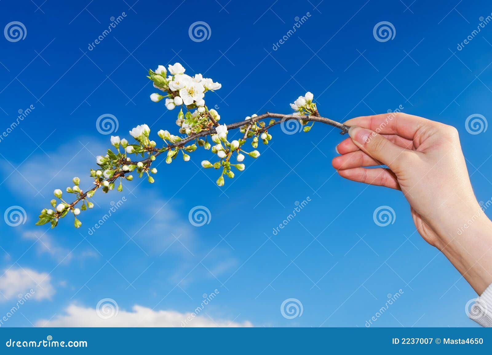 Spring Time stock image. Image of concept, foliage, branch - 2237007
