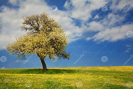 Spring time stock photo. Image of clouds, countryside - 22935258