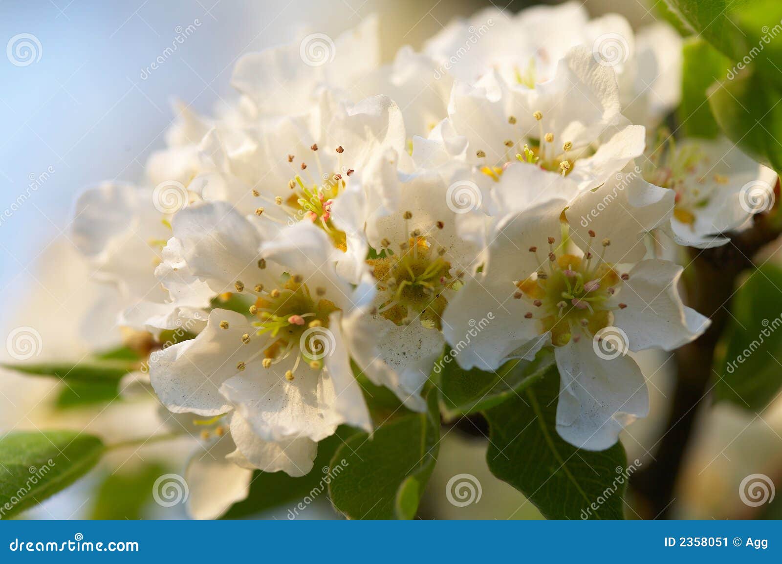 Spring time stock image. Image of spring, blossomed, nature - 2358051