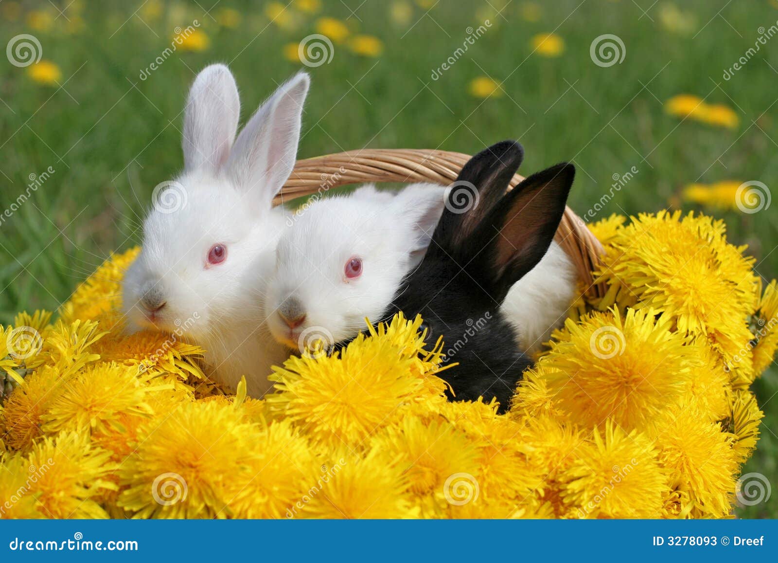 Spring time stock image. Image of summer, animal, grass - 3278093