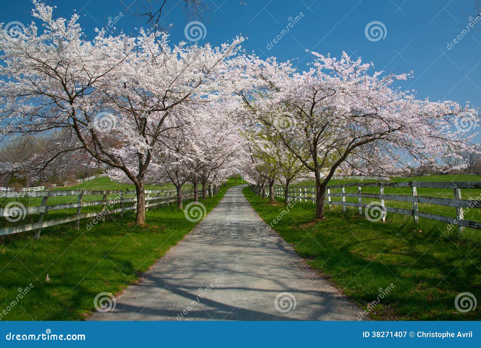 Spring Time stock image. Image of nature, culture, alley - 38271407