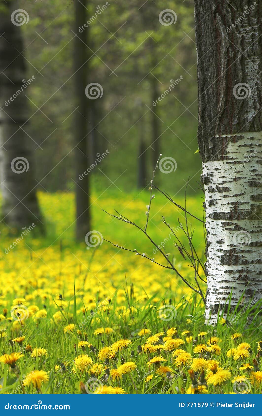 Spring time! stock image. Image of rural, landscape, design - 771879