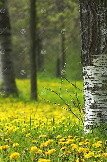 Spring time! stock image. Image of rural, landscape, design - 771879