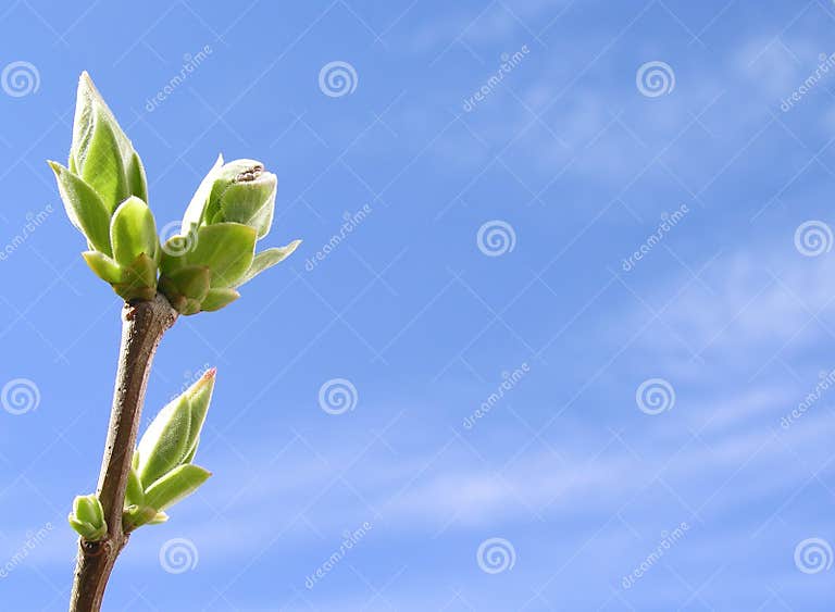Spring time stock image. Image of tree, closeup, beauty - 89111