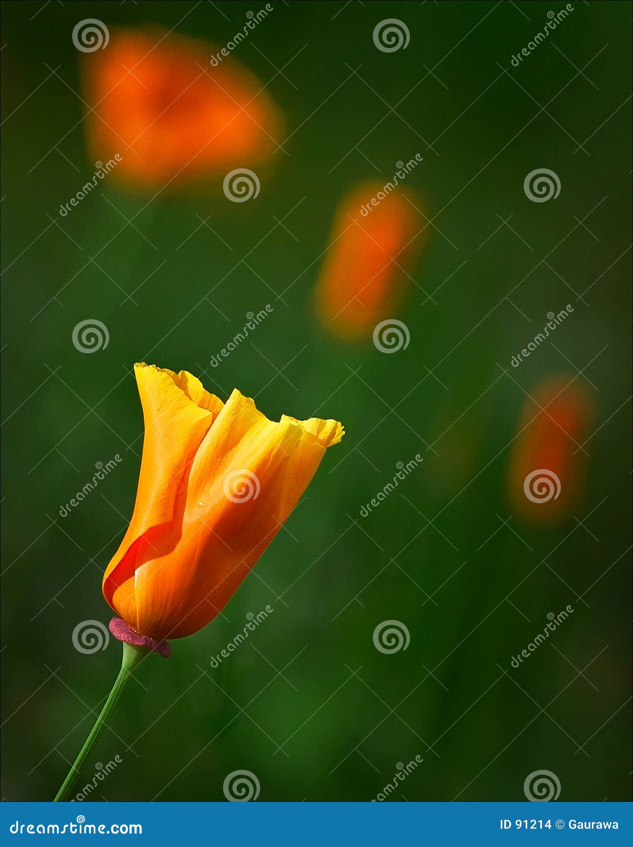 Spring time stock photo. Image of delight, orange, radiant - 91214