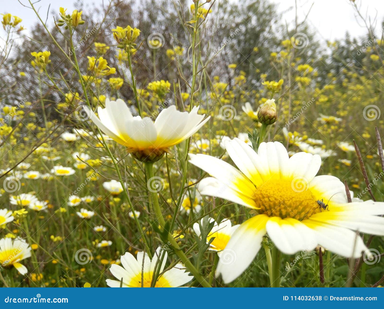 Spring Time in algeria stock photo. Image of algeria - 114032638