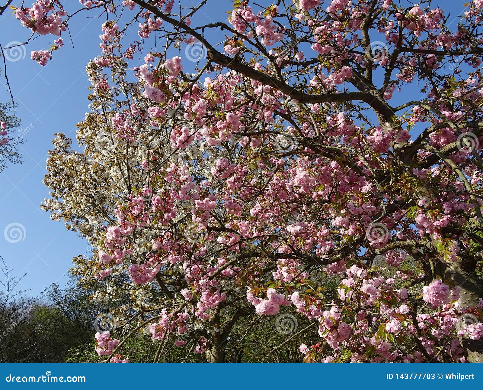 Spring, Time of Awakening Nature with All Its Magic Stock Image - Image ...