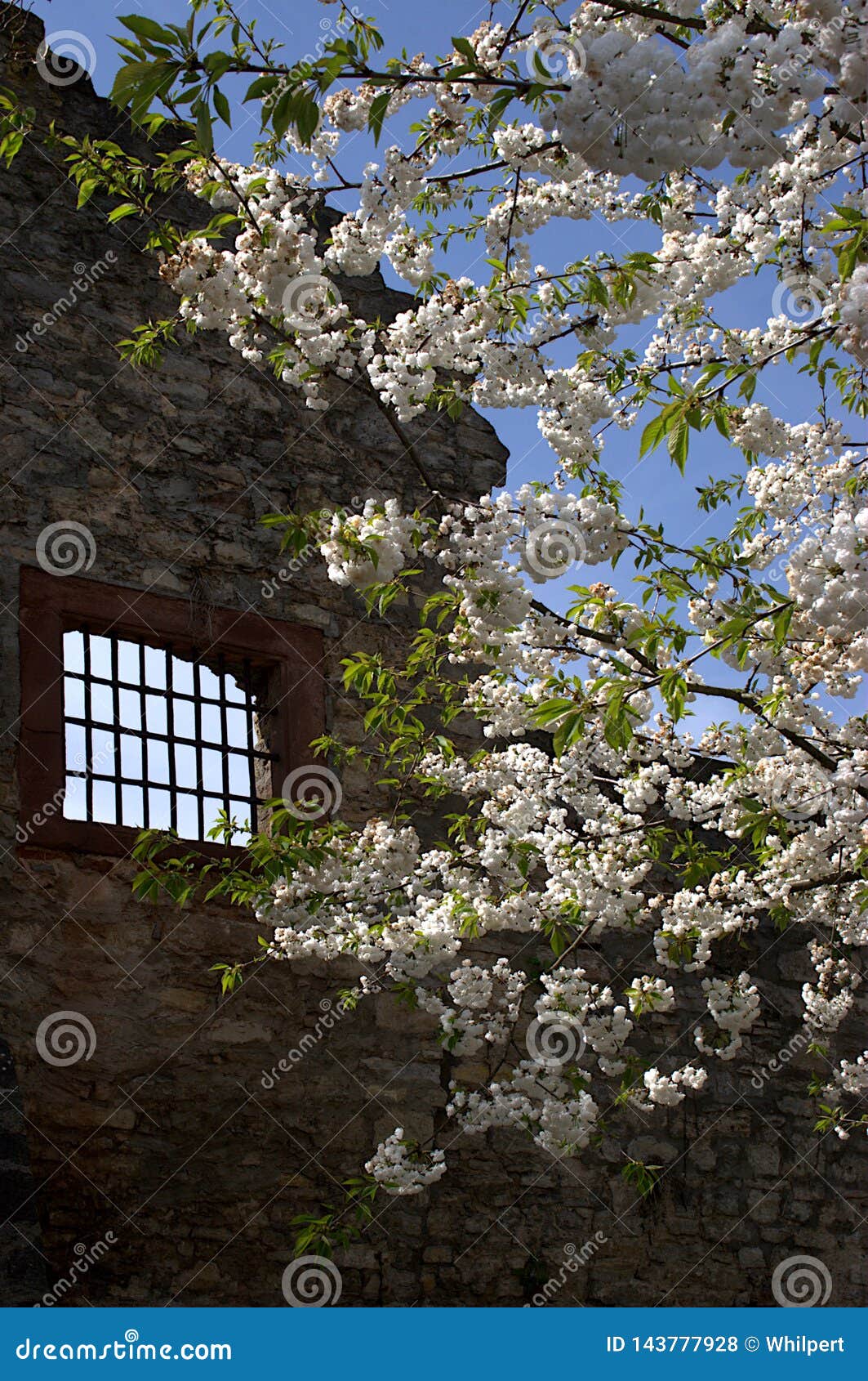 Spring, Time of Awakening Nature with All Its Magic Stock Photo - Image ...