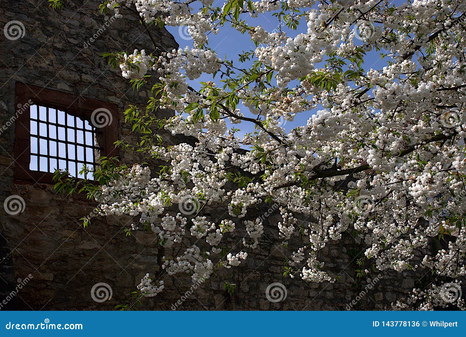 Spring, Time of Awakening Nature with All Its Magic Stock Photo - Image ...