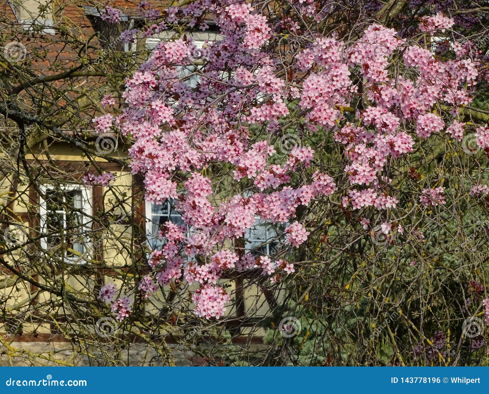 Spring, Time of Awakening Nature with All Its Magic Stock Photo - Image ...