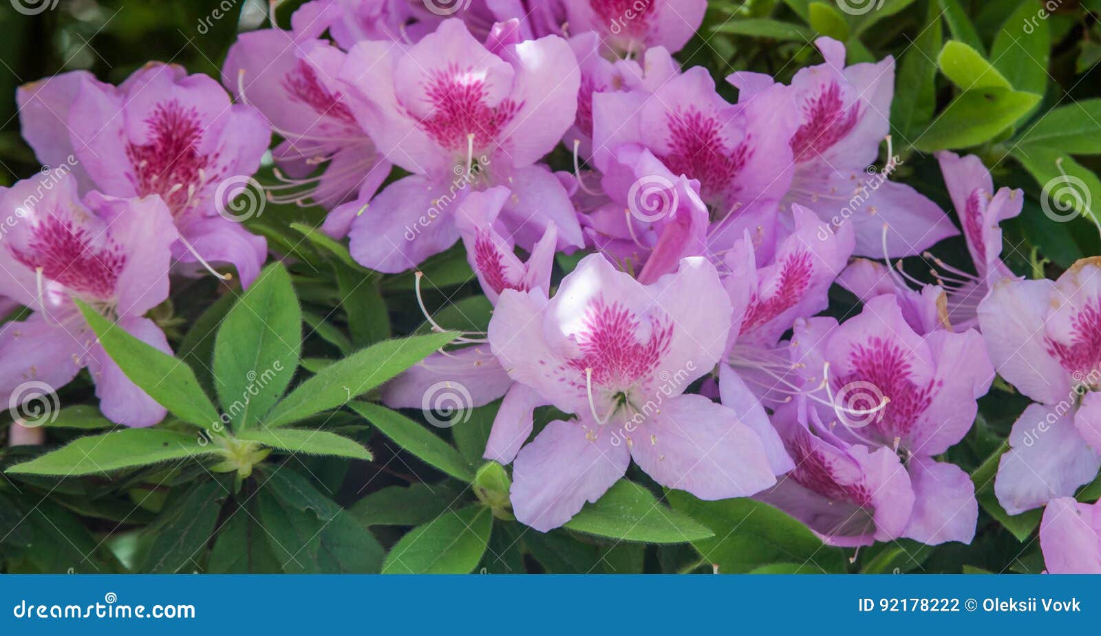 Spring Time Azaleas Blooming Stock Photo - Image of flower, time: 92178222