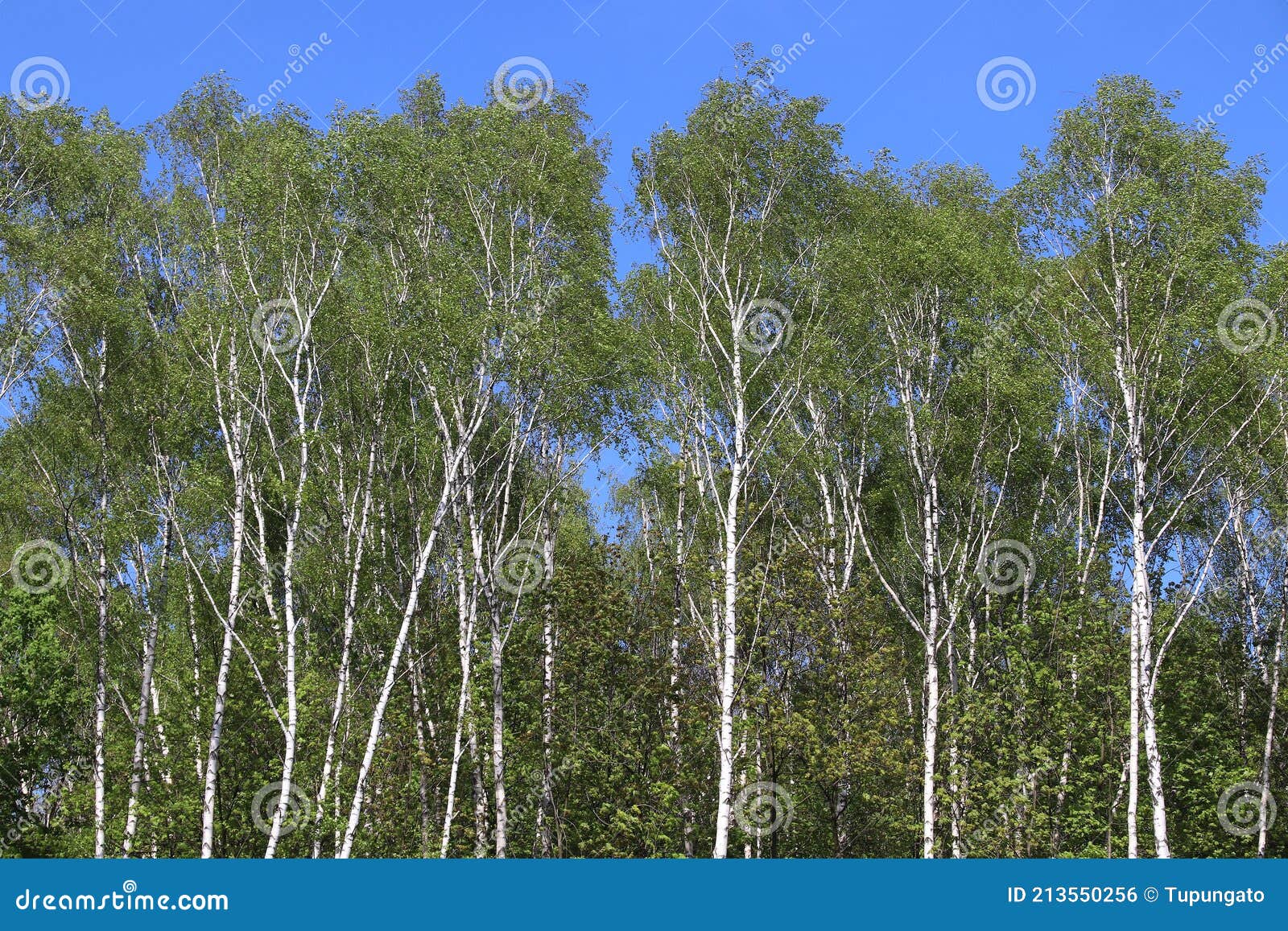 On The Background Of Birch Trees Overgrown Pond Forest. Stock Photo ...